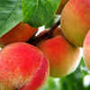 10 Reasons Peaches Might Be the Healthiest Fruit You’re Ignoring