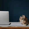 Why Cats Sit on Your Laptop and Ignore Expensive Toys