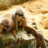 10 Animals That Are Made For the Sand