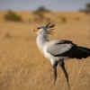 Know About This African Bird Kill Their Prey By One Leg